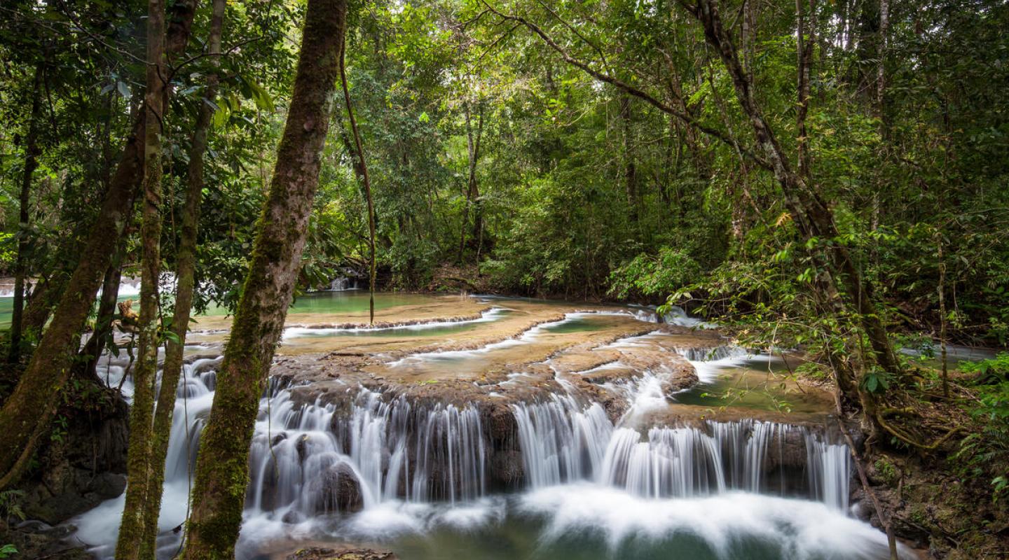 Top 10 facts about Forests | WWF